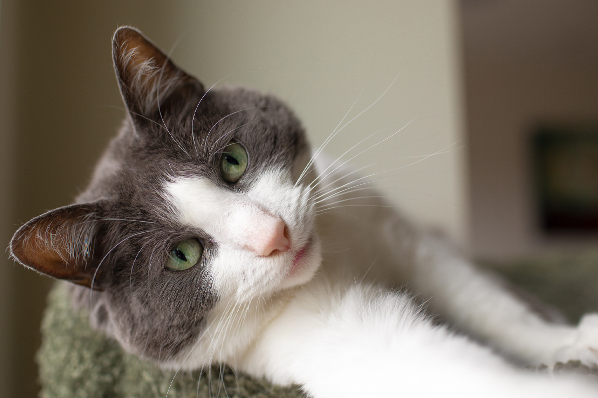 Is Your Cat in Pain? - Cat Arthritis Resources & Education