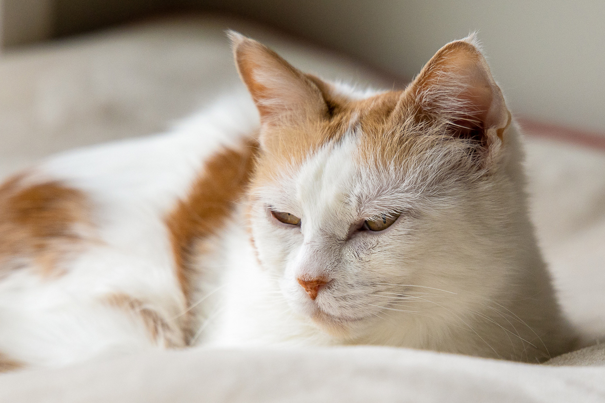 Understanding Arthritis in Cats - Cat Arthritis Resources & Education