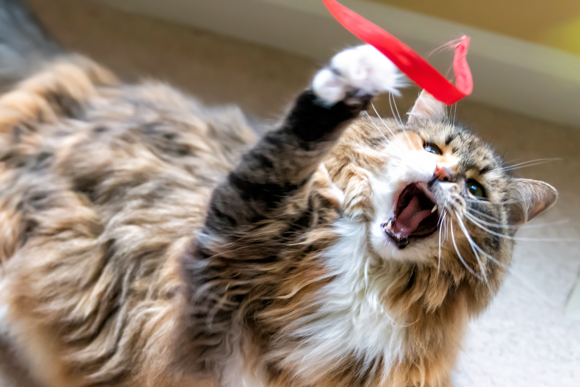Simple Home Adjustments to Help Cats With Arthritis - Cat Arthritis ...