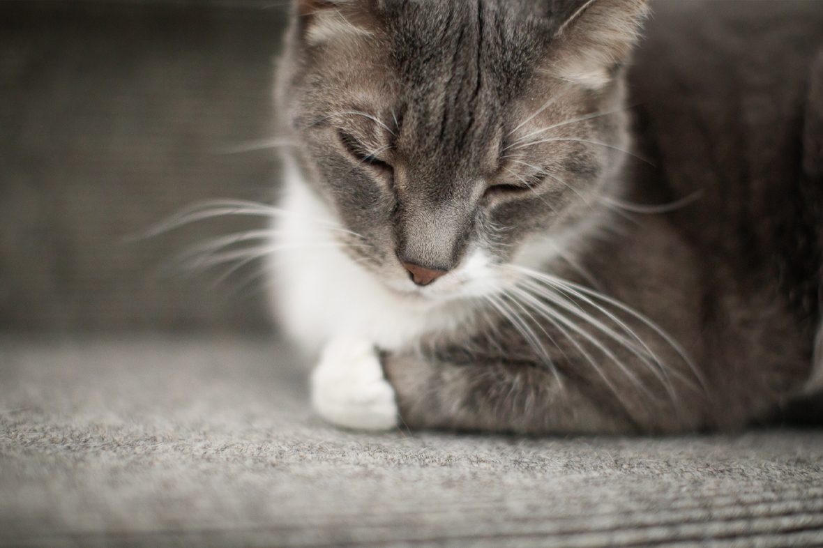 Signs of Feline Osteoarthritis - Cat Arthritis Resources & Education